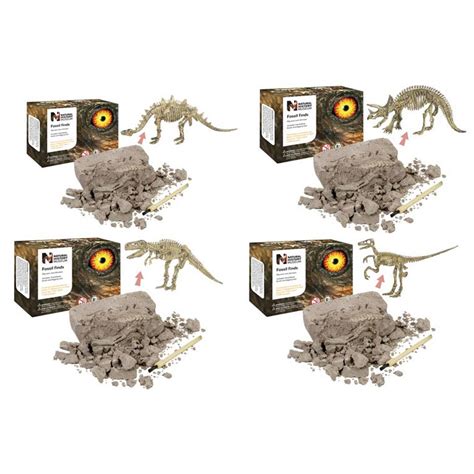 Fossil Finding Kit At Francis Plante Blog