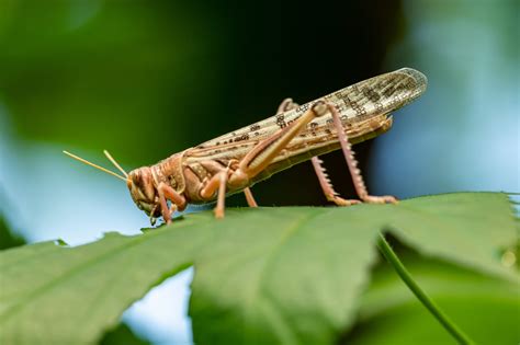 Locust Vs Grasshopper Difference Grasshoppers Vs Crickets Whats The