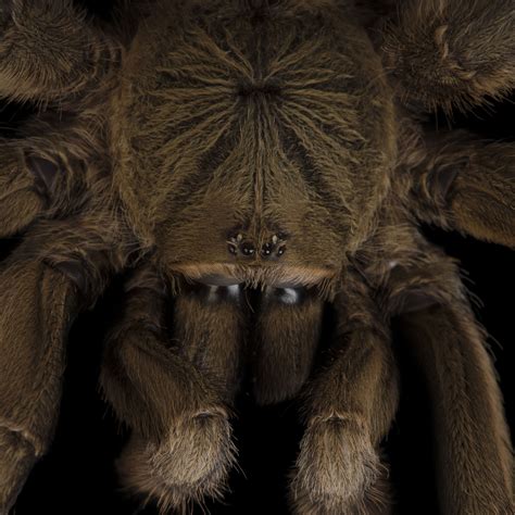 Giant Tarantula Spider