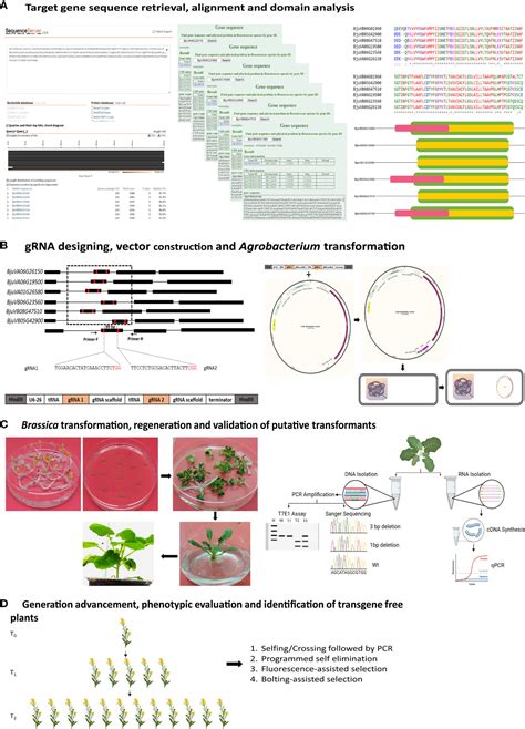 Frontiers Targeted Genome Editing In Polyploids Lessons From Brassica