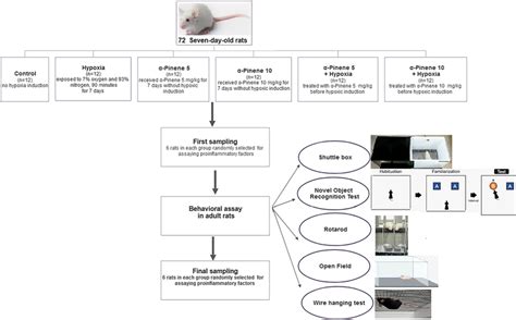 Schematic Diagram Of The Test Protocol Download Scientific Diagram