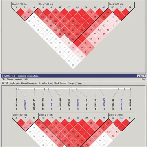 LD Plots Comparison Top An LD Plot Calculated Using The Phased Download Scientific Diagram