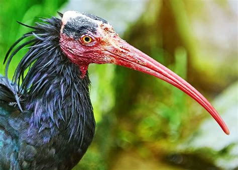 Ugly Birds The 11 Ugliest Birds On The Planet Pictures Videos