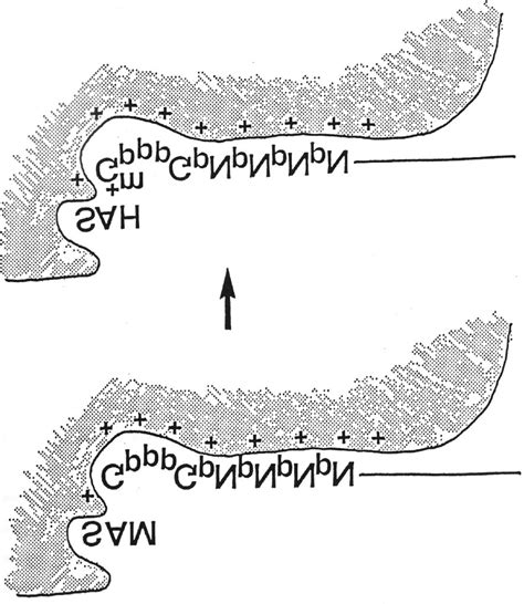 Proposed Model For GMT Active Site Download Scientific Diagram
