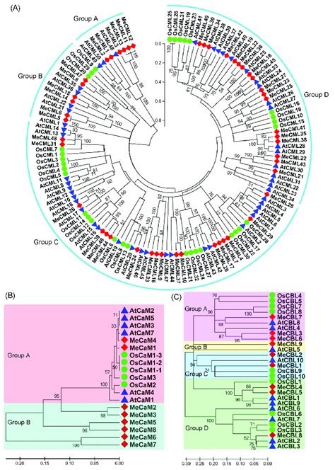 Phylogenetic Analysis Of Calmodulin Like Proteins Cmls A Download Scientific Diagram