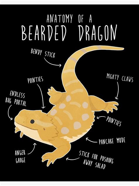 Bearded Dragon Skeleton Diagram