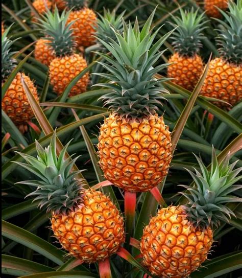 A Simple Guide To Growing Pineapples In Water At Home Healthy Garden