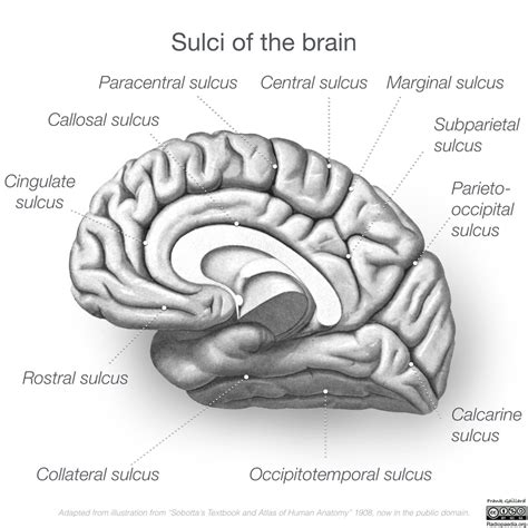 Sulci Of The Brain