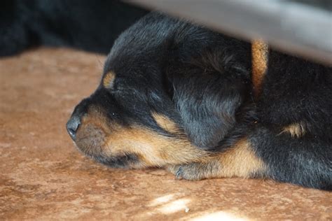 Rottweiler Puppies For Sale Orlando Fl 190023