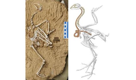 Echoes Of An Ancient Bird Asian Scientist Magazine