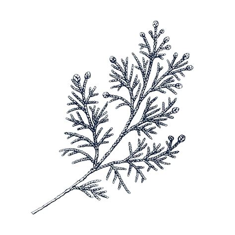 무료로 다운로드 가능한 톳 벡터 And 일러스트 Freepik