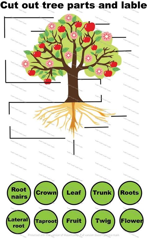 Parts Of Tree Labelling Activity Early Year Nursery Primary Babe Poster Matching Card