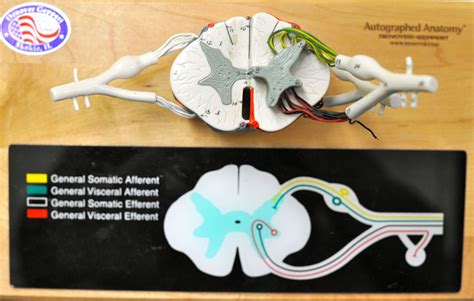 Human Anatomy Lab Spinal Cord