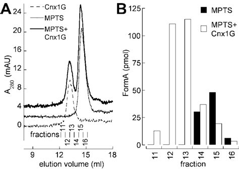 Efficient Mpt Transfer From Mpt Synthase To Cnx1g A Size Exclusion Download High