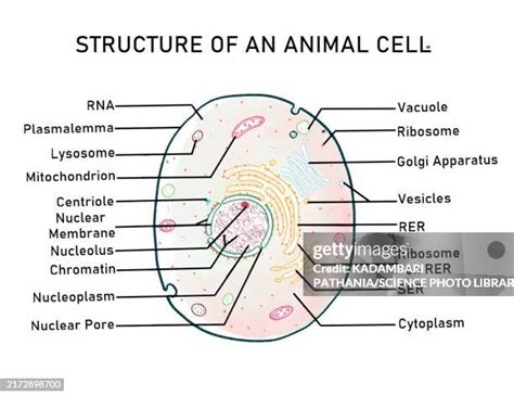 Structure Of Animal Cell Illustration High Res Vector Graphic Getty