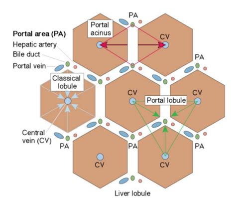 Gi Signaling Flashcards Quizlet