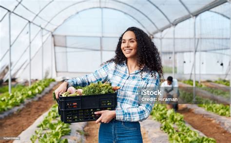 지속 가능성 온실 농업 농업 또는 시골 환경에서 채소 수확을위한 여성 농부 또는 용기 미소 짓기 행복하거나 자랑스러운 정원사와 자연 식품 또는 식물 성장 성공 20 24세에
