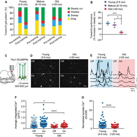 Aging Decreases Neuronal Calcium Activity In The Motor Cortex During