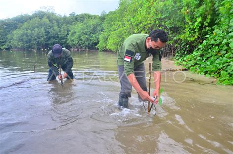 PLANTING MANGROVE TREE ANTARA Foto