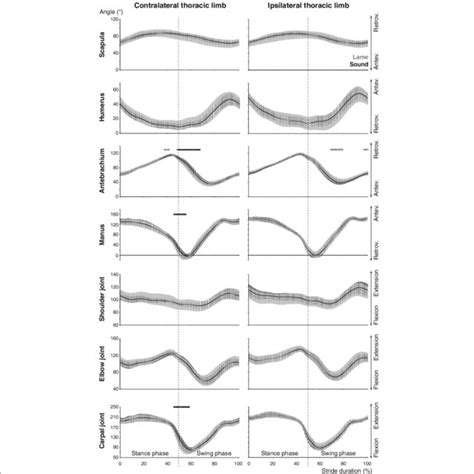 Pelvic Limb Segment And Joint Angular Excursions Stride Phase