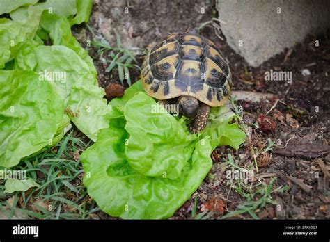 A Land Turtle Eats A Green Salad Leaf That Is Larger Than Its Size