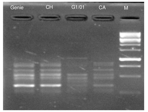 The Rapd Pattern Of The Four Genotypes Using Opa2 Primer Download