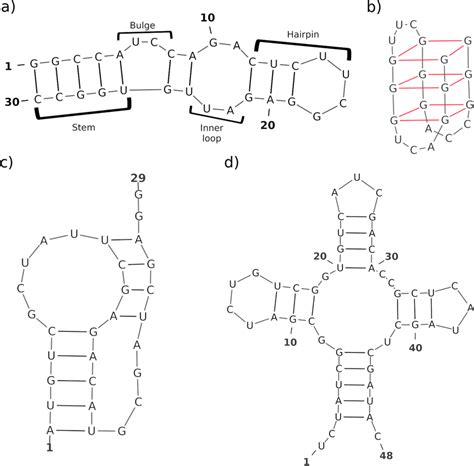 Main Ssna Structural Motifs Stem Bulge Inner Loop And Hairpin A Download Scientific