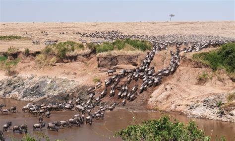 Great Migration Africa 2025 Tour Package Qantas Tours