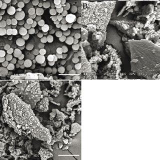 Scanning Electron Micrograph Of The Lipase Of Ps Di A Fresh Enzyme
