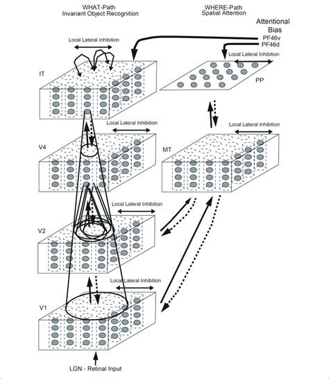 Cortical Architecture For Hierarchical And Attention Based Visual