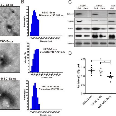 Quality Analysis Of Isolated Exosomes A Representative Tem Micrograph