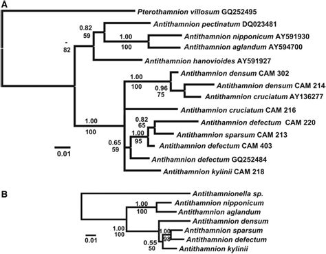Phylogenetic Analysis Of Rbcl Sequences For Antithamnion Species