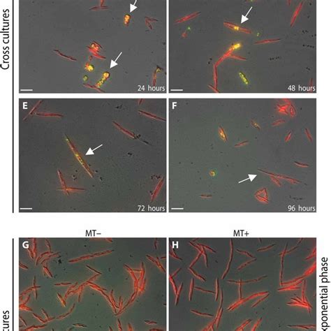 Dynamics Of Lds During P Multistriata Sexual Reproduction