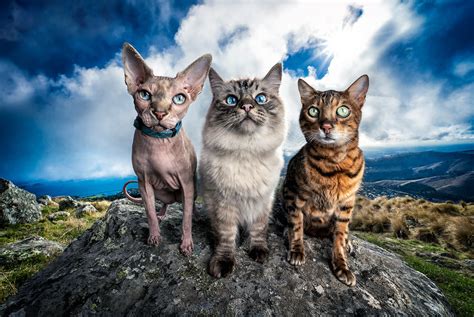 Как появились кошки (история), сколько живут на земле, как коты стали ...