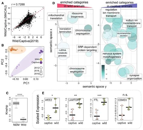 Comparison Of Strain Dependent Gene Expression Between Wild And Captive Download Scientific