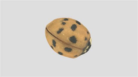 Ladybug With Missing Leg 3d Model By Simonmax [a104db9] Sketchfab