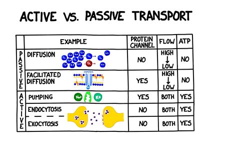 Active Transport Vs Passive Transport