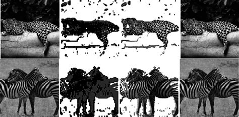 Block Classification Test On Natural Images Jaguar Top And Zebra