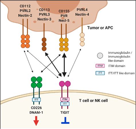 Table 1 From Tigitcd226 Axis Regulates Anti Tumor Immunity Semantic