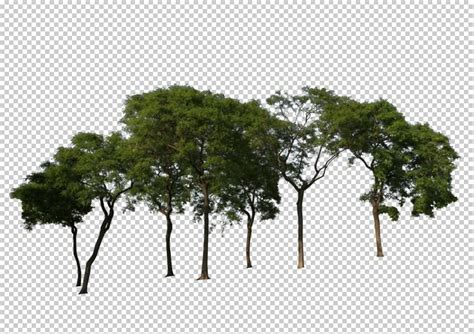 Rendering Elevation Ideas Trees To Plant Architecture Graphics Architecture Presentation