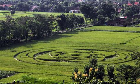 The Mysterious Crop Circle Of Java WowShack