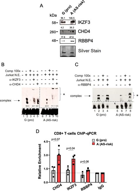 Functional Genomic Analysis Of A Runx3 Polymorphism Associated With