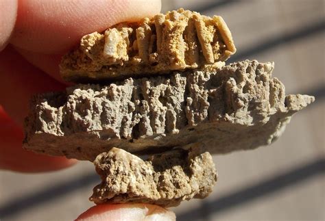 Possible Coral Fossil ID The Fossil Forum