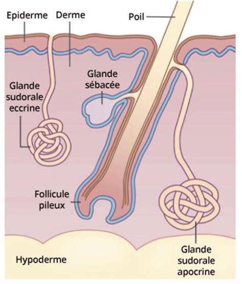 Schéma De La Glande Sudoripare