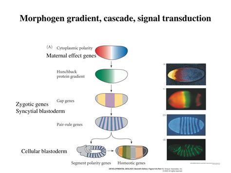 Ppt Morphogen Gradient Cascade Signal Transduction Powerpoint Presentation Id 3524203