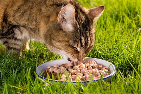How To Transition Your Cat From Dry To Wet Food