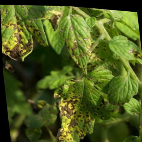 Tomato Leaf Disease Object Detection Dataset V6 2023 04 01 2 05pm By Universitas Atma Jaya