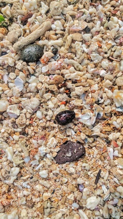 An Unique Shell On The Beach Stock Image Image Of Shell Beach 261832963