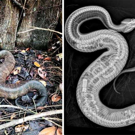Necropsy Photographs Of The Juvenile Burmese Python Python Bivittatus