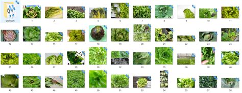 Github Joon725ai Project Flower Recognition Model